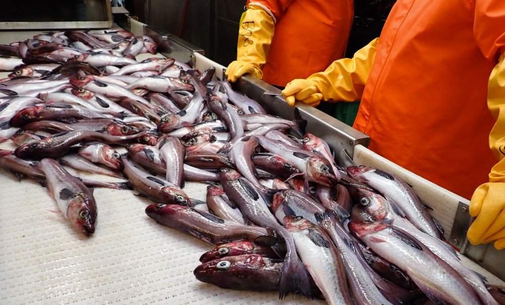 Alaska Senators Advocate for Seafood Worker Visa Exemption — Maritime Injury Law Blog — April 29 ...